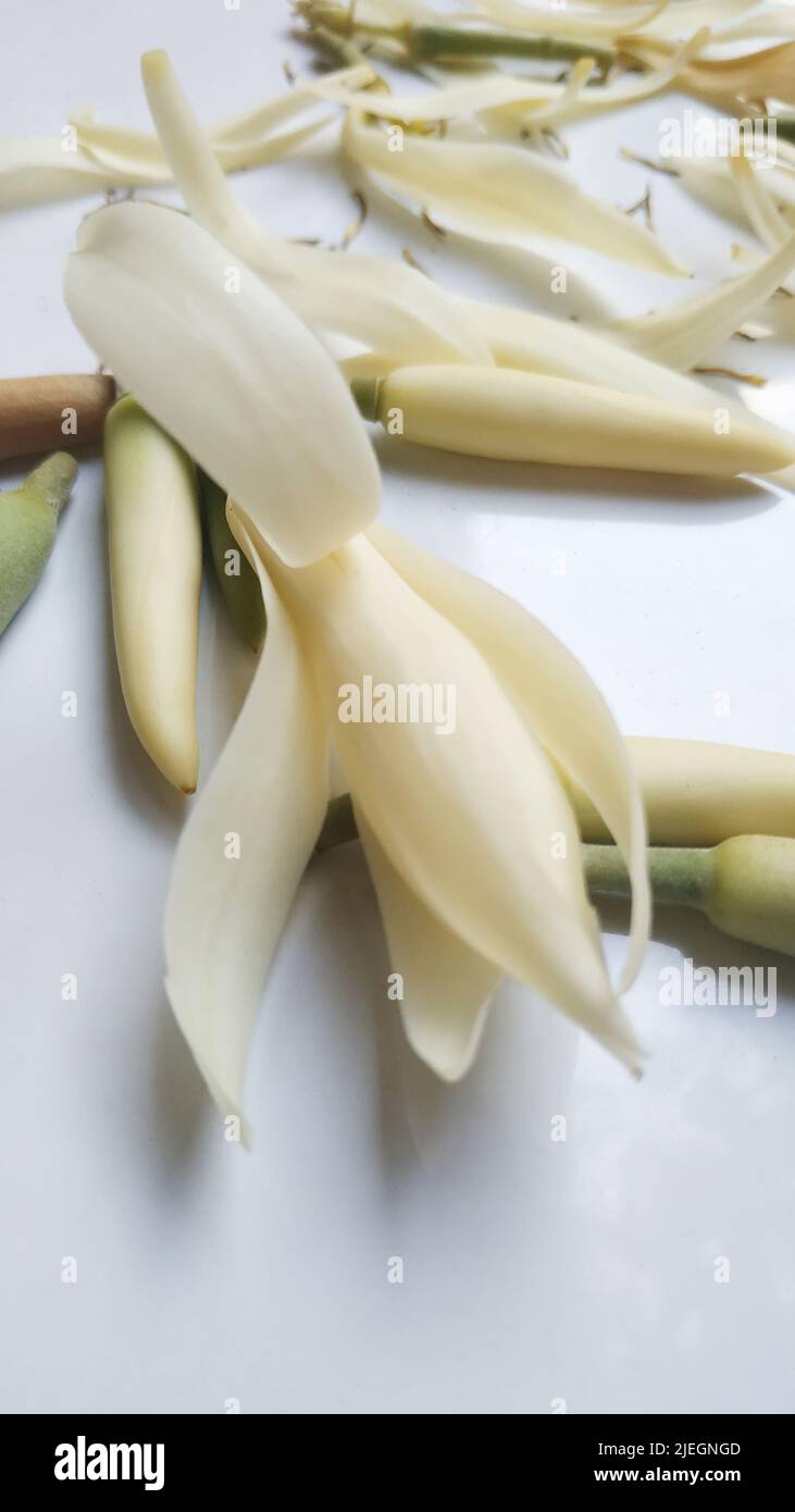 Beautiful Flower, Illustration of White Michelia Alba Flower or ...