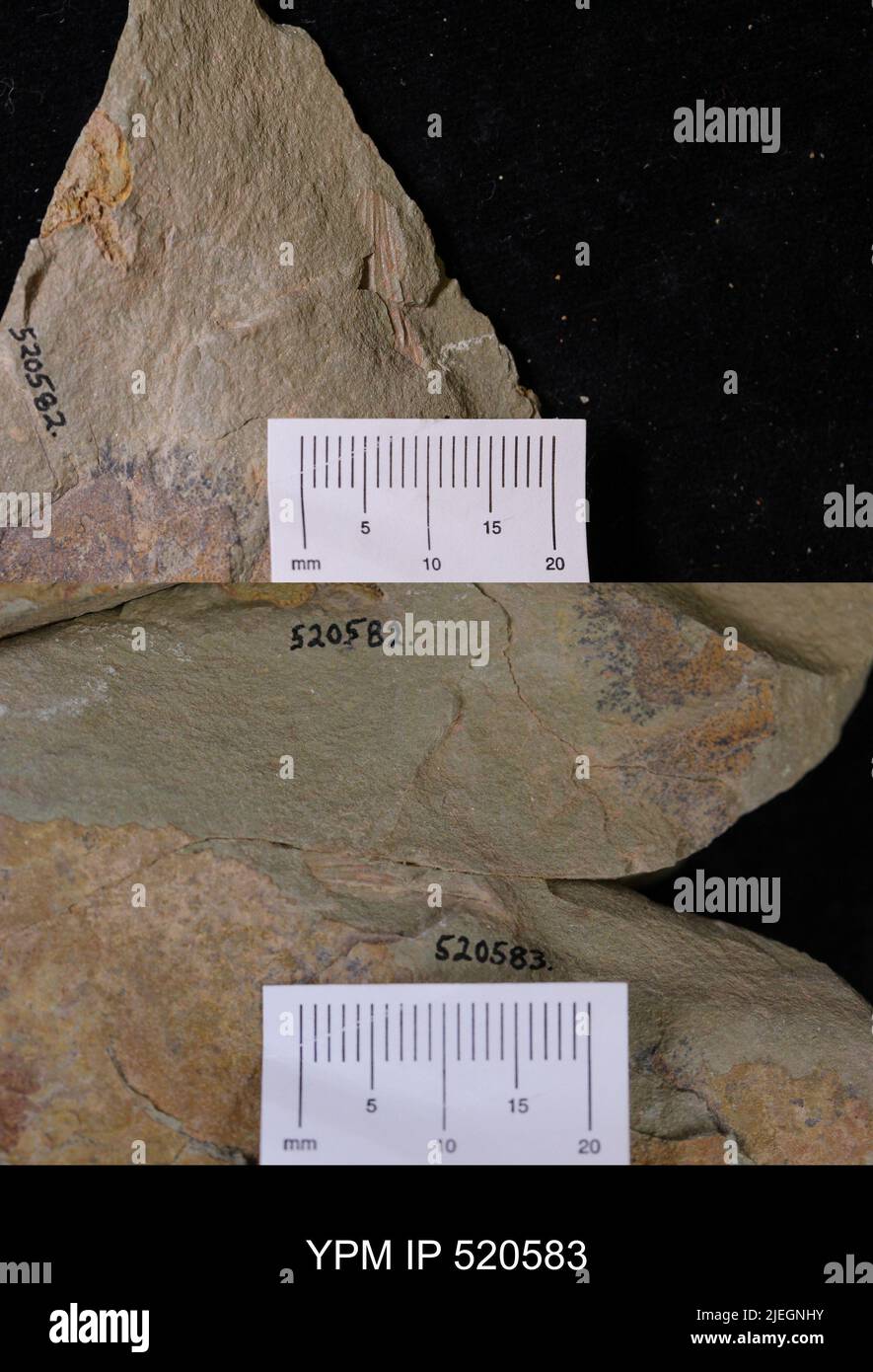 Hyolith hi-res stock photography and images - Alamy