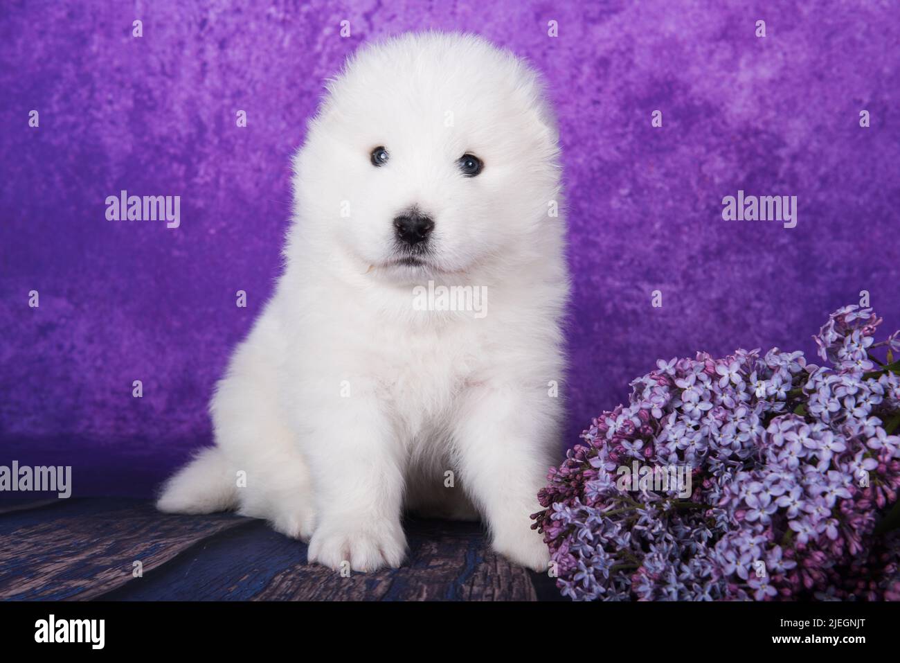 White fluffy small Samoyed puppy dog is sitting on purple background ...