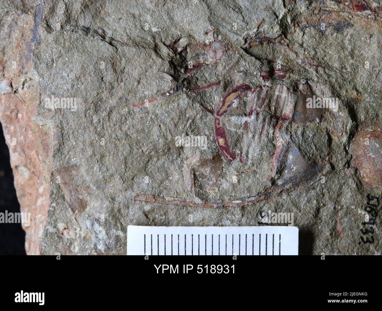 Ampyx sp animalia hi-res stock photography and images - Alamy