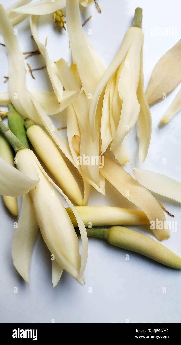 Beautiful Flower, Illustration of White Michelia Alba Flower or ...