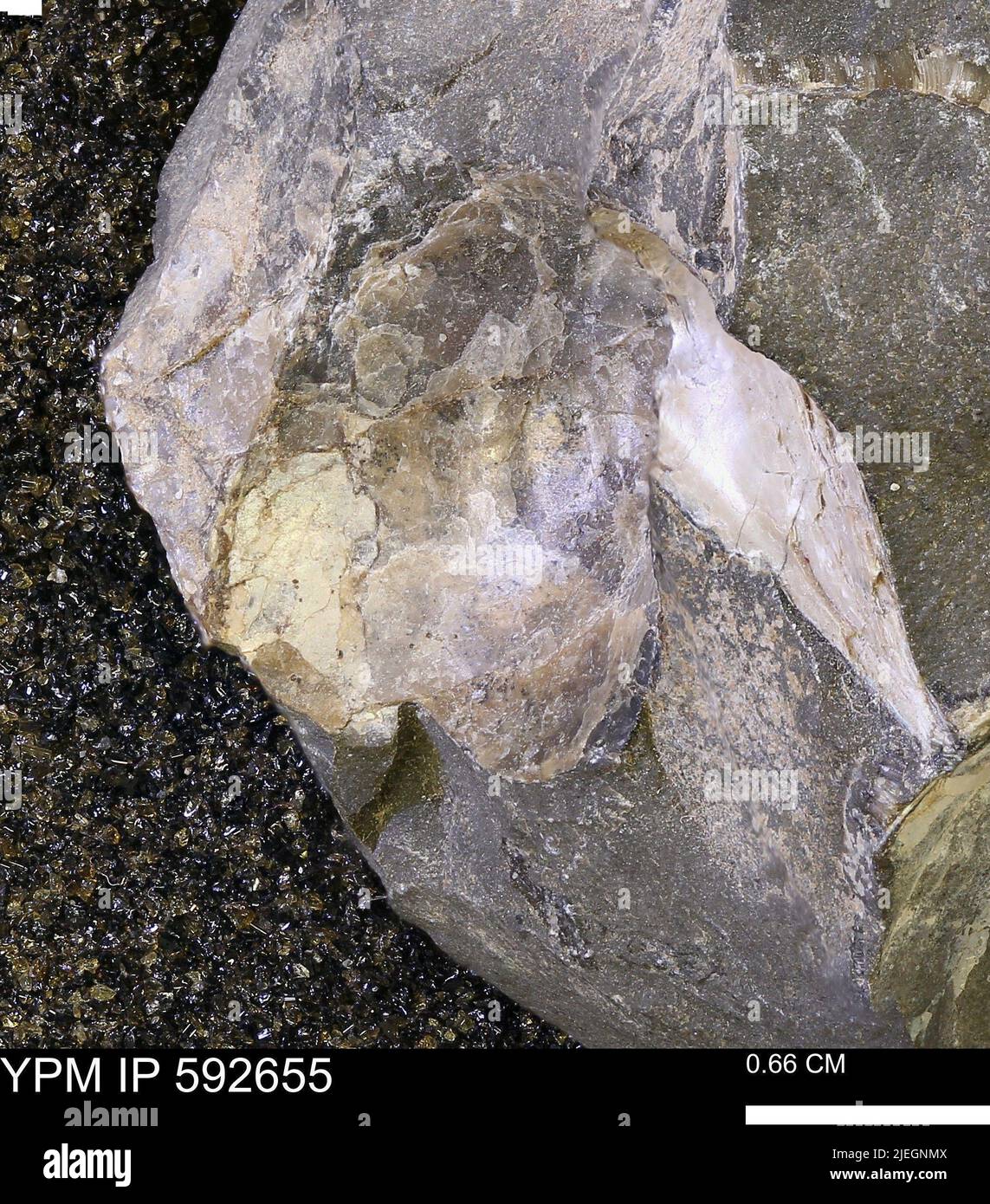 Inoceramidae hi-res stock photography and images - Alamy