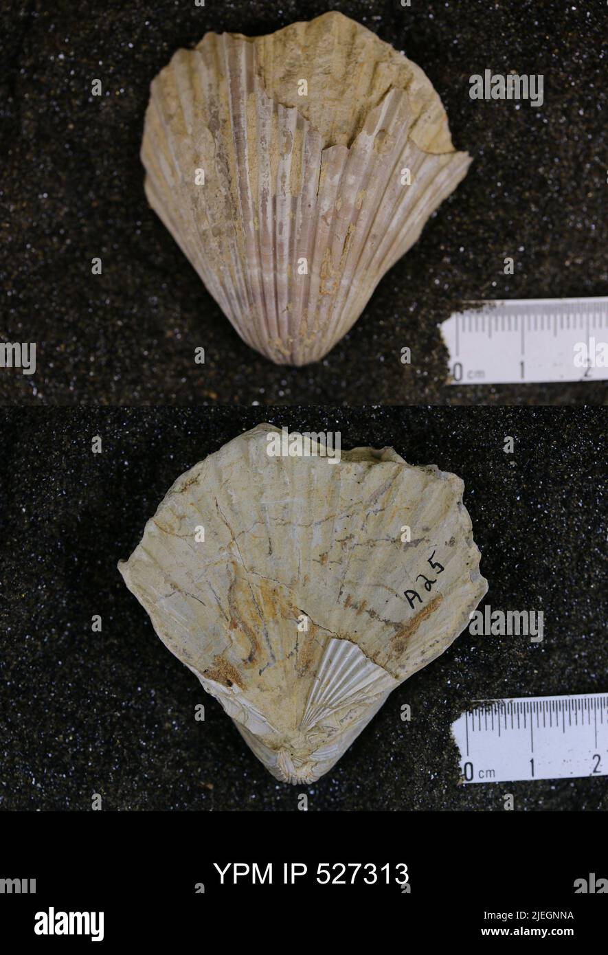 Pecten texana animalia hi-res stock photography and images - Alamy