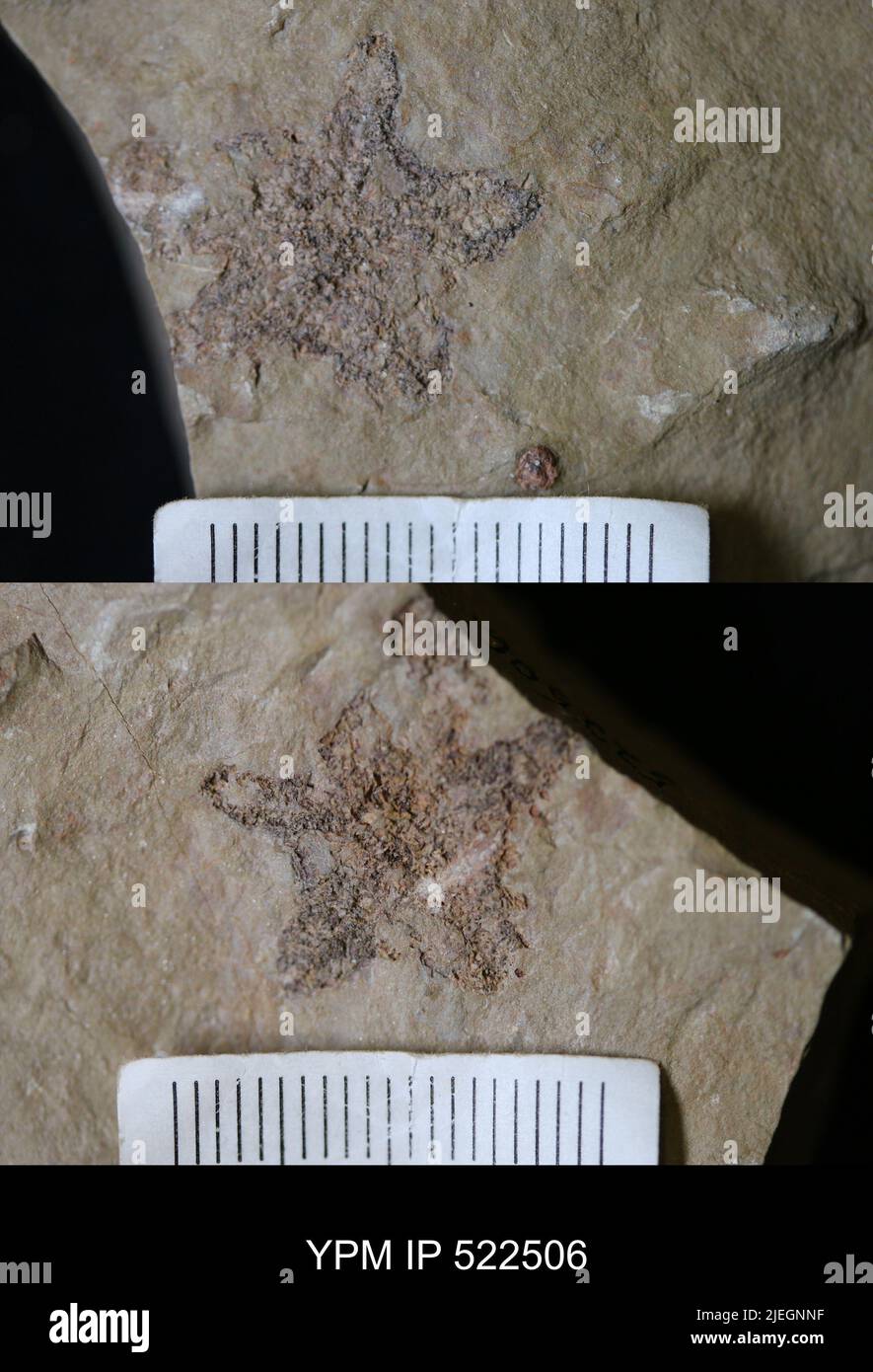 Asterozoa echinoderm hi-res stock photography and images - Alamy