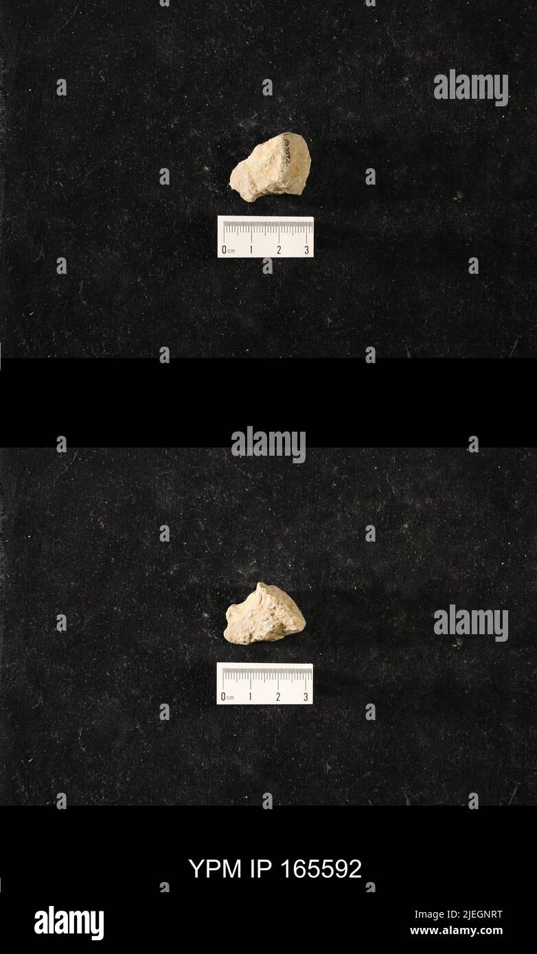 Spongia sp animalia hi-res stock photography and images - Alamy