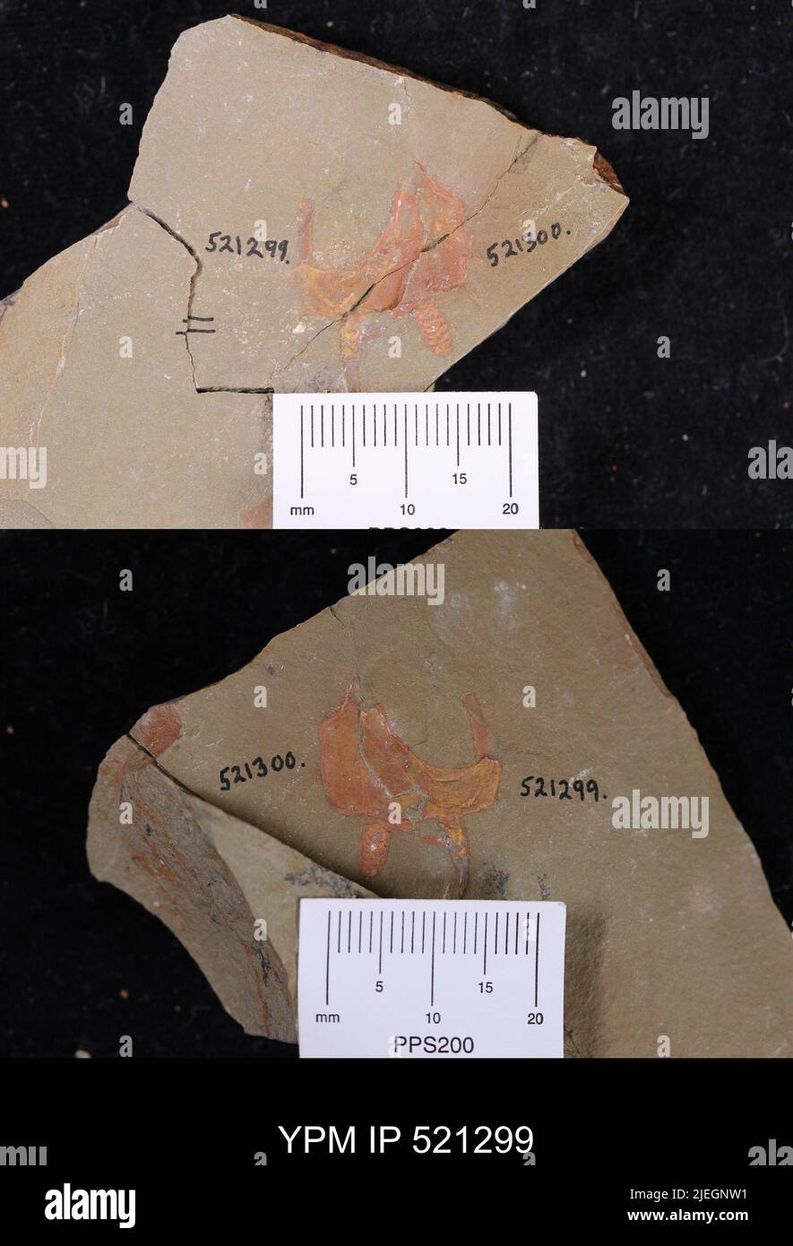 Cothurnocystis hi-res stock photography and images - Alamy