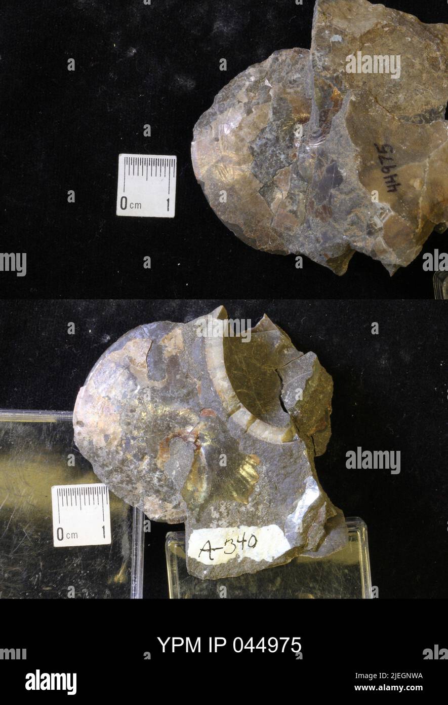 Sphenodiscus lenticularis owen animalia hi-res stock photography and ...