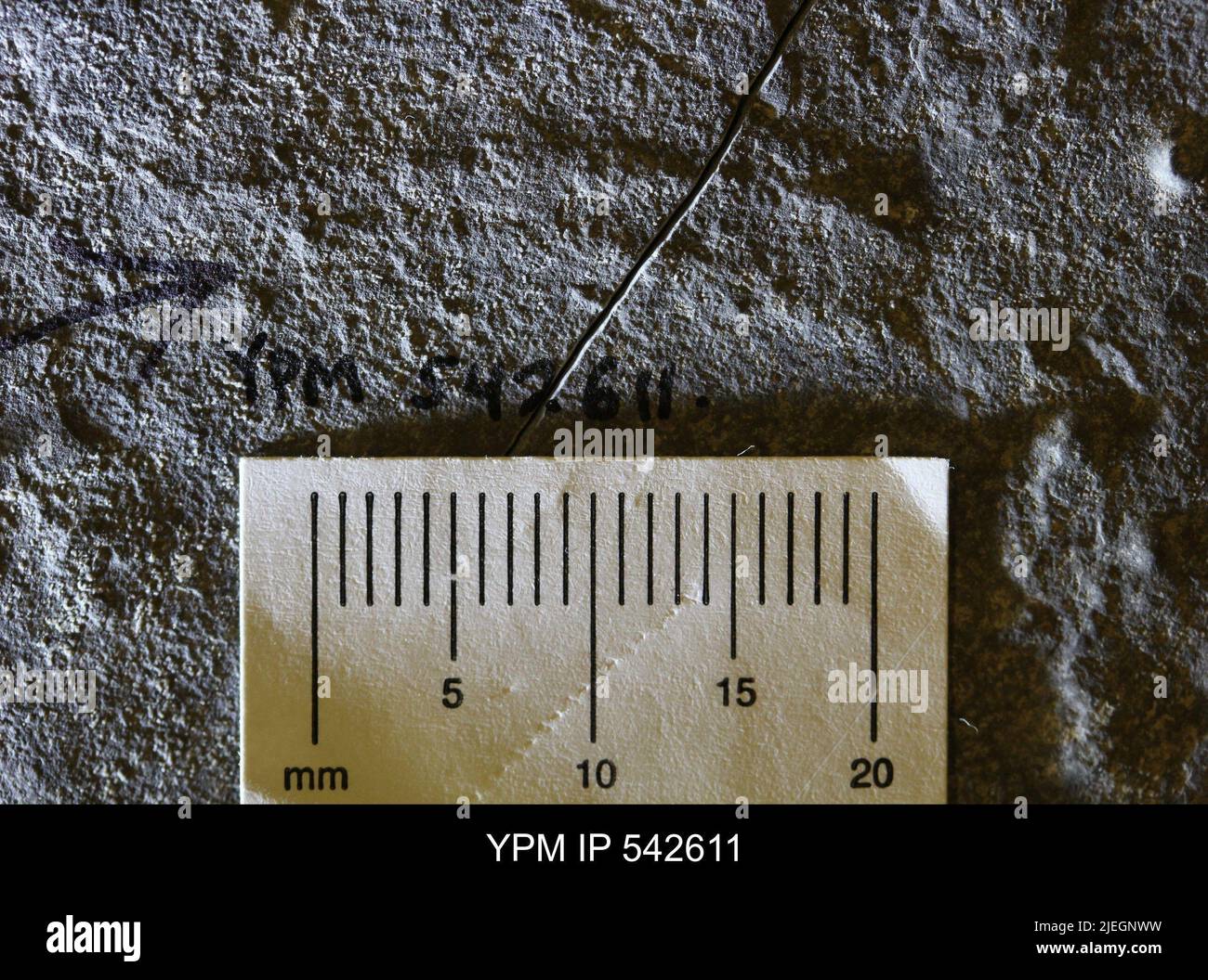 Ichnofossils hi-res stock photography and images - Alamy