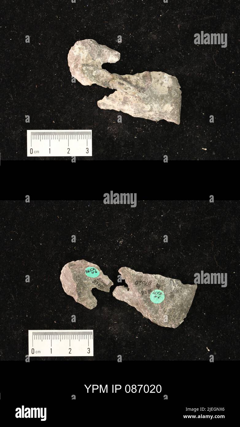 Fossilized nautiloid shell hi-res stock photography and images - Alamy