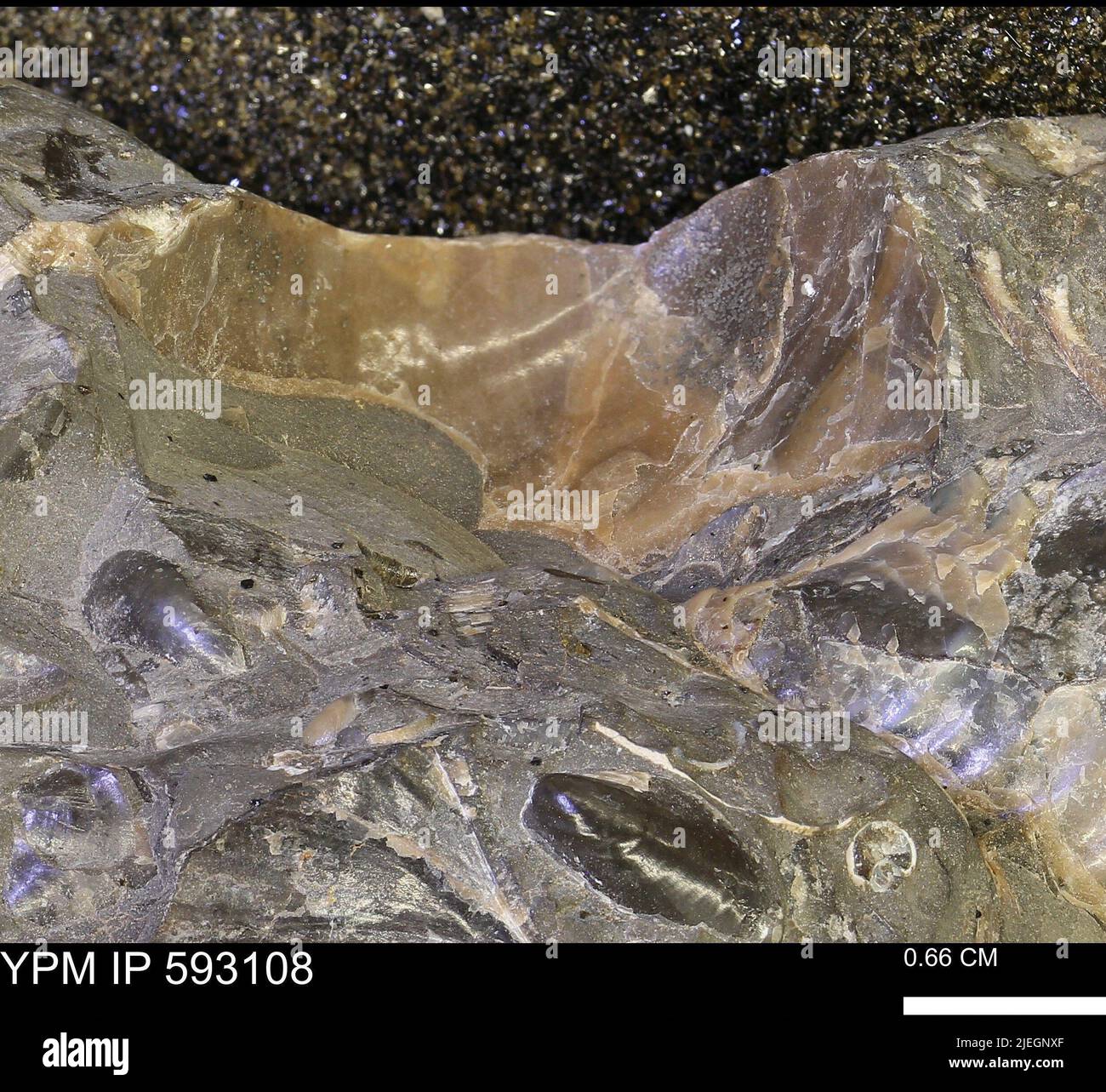 Inoceramus cuneatus Meek & Hayden Stock Photo - Alamy