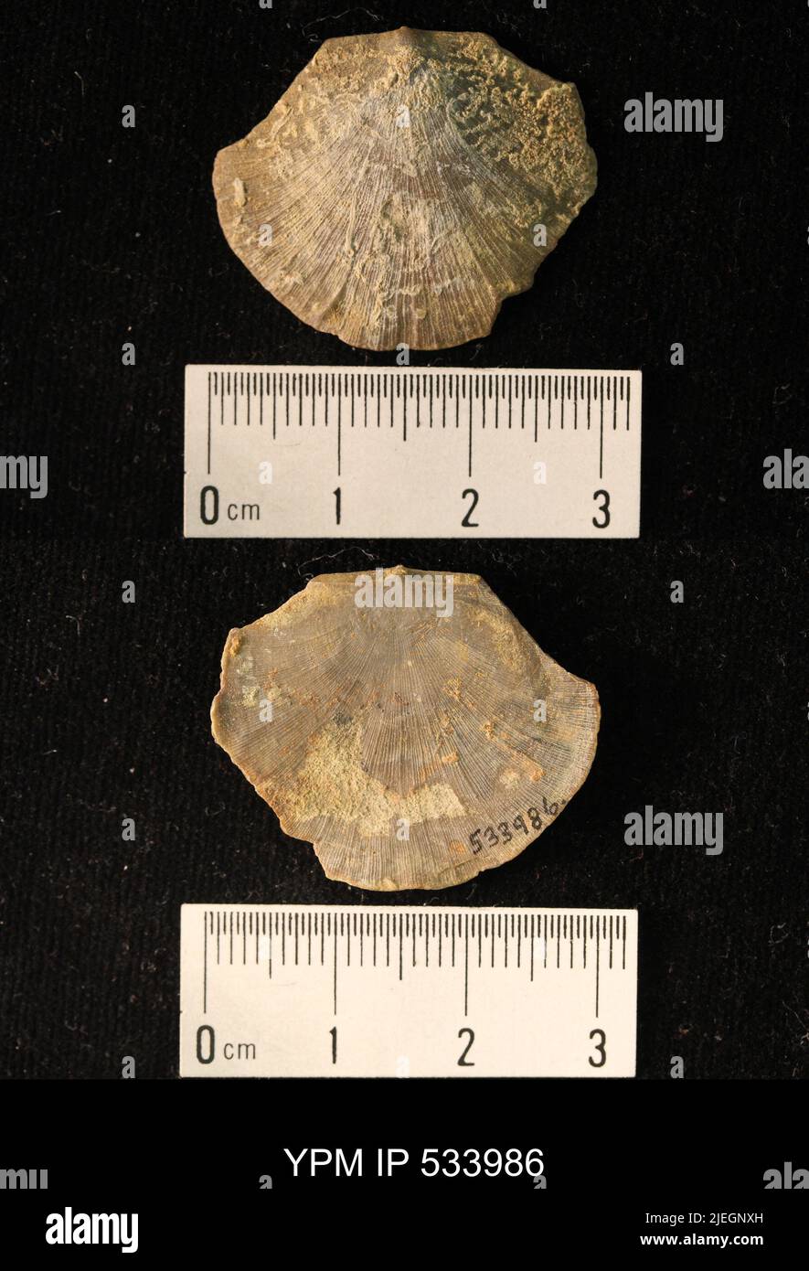 Rafinesquina hi-res stock photography and images - Alamy