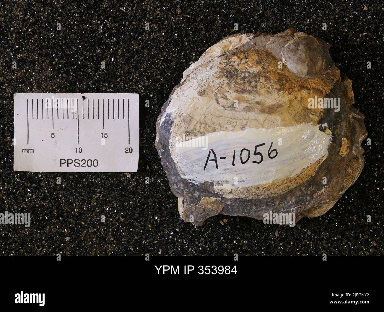 Cucullaea sp animalia hi-res stock photography and images - Alamy