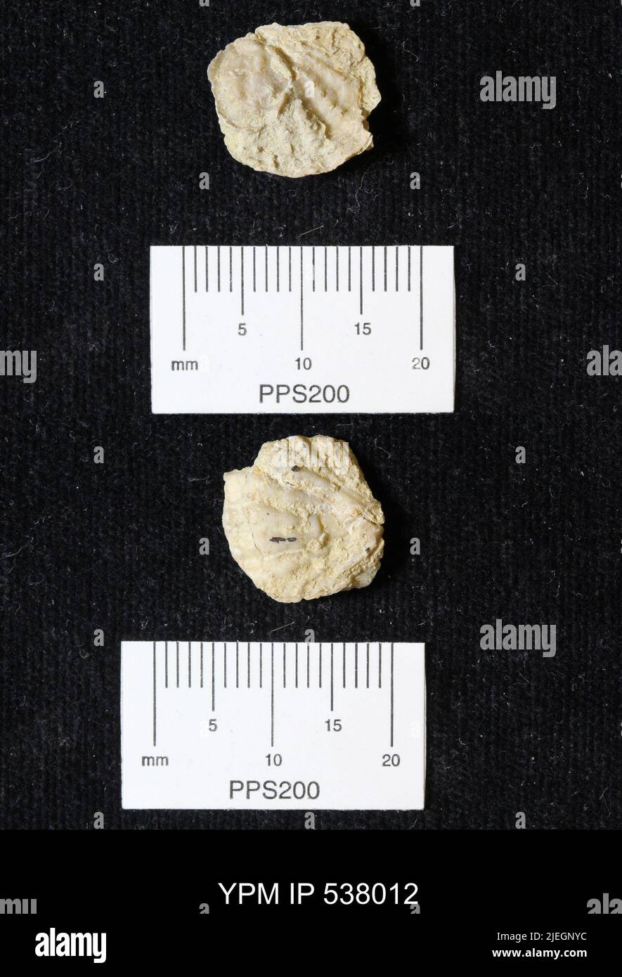 Plicatula dentonensis Cragin Stock Photo - Alamy