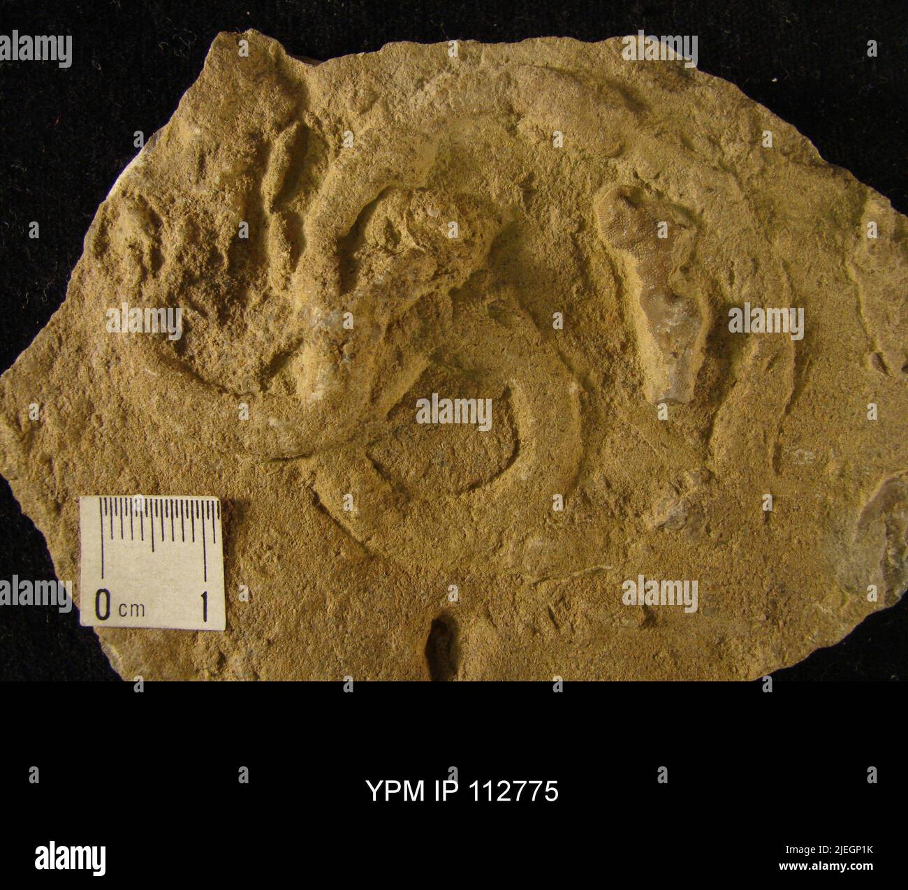 Undet ichnofossil ichnofossil ichnofossils hi-res stock photography and ...