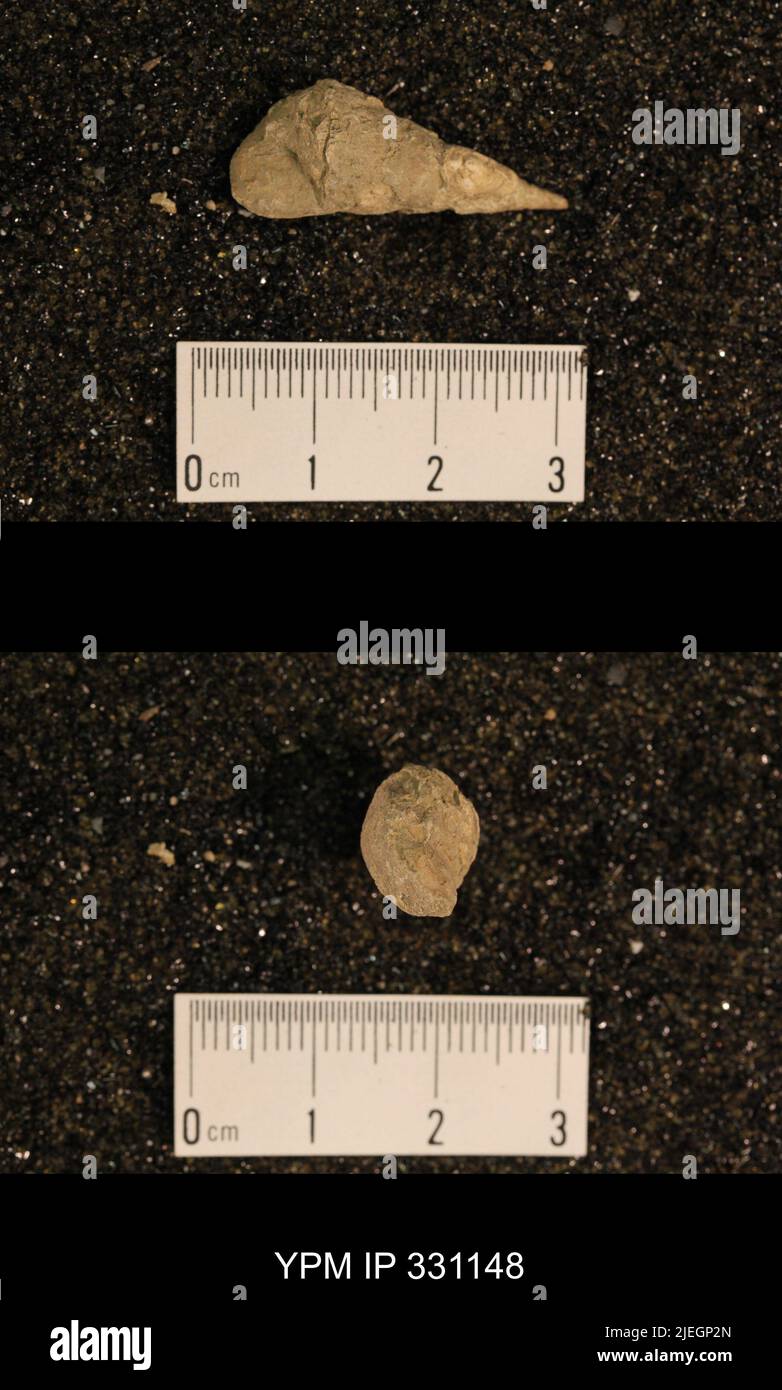 Meekospira peracuta choctawensis girty hi-res stock photography and ...