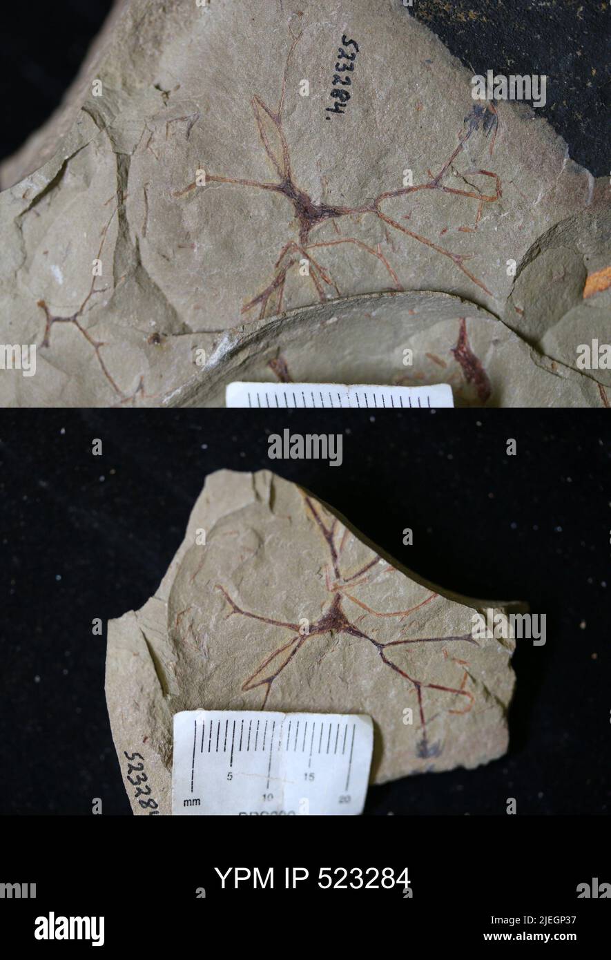 Graptolithina graptolites hi-res stock photography and images - Alamy