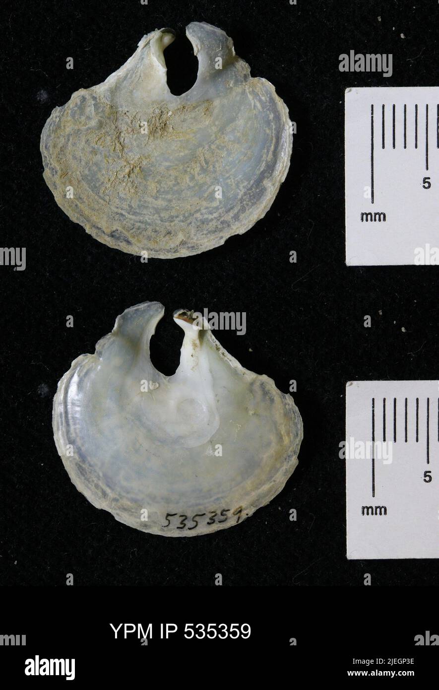 Anomia glabra animalia hi-res stock photography and images - Alamy