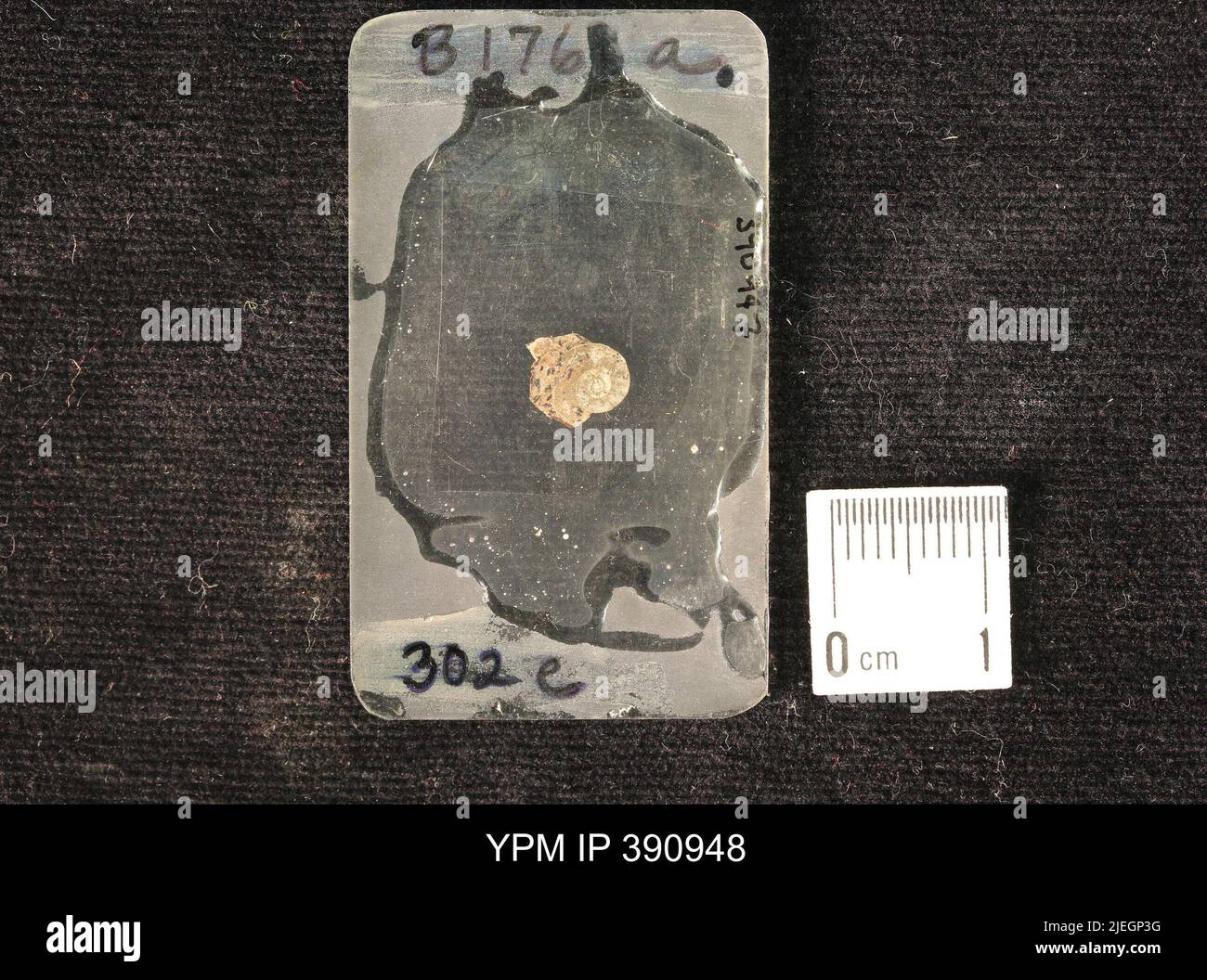 Scaphites whitfieldi hi-res stock photography and images - Alamy