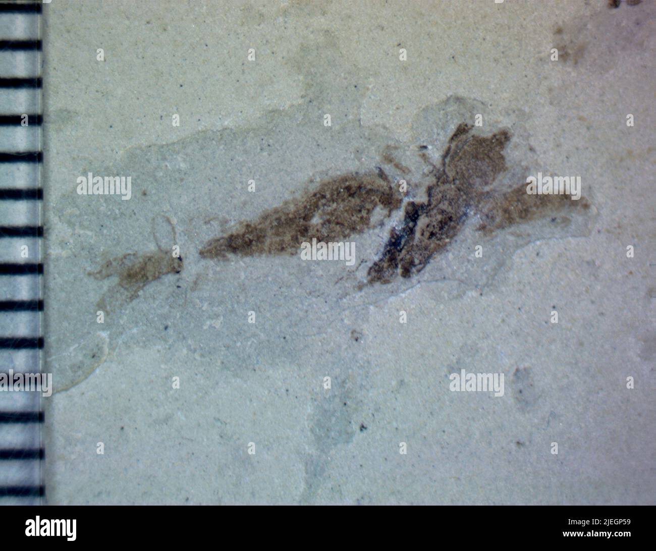 Undet pterygota animalia hi-res stock photography and images - Alamy