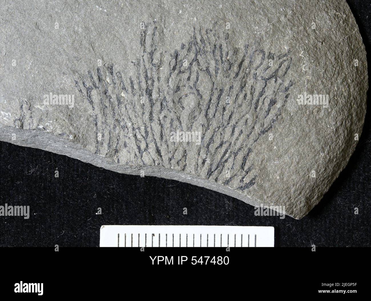 Dictyonema retiforme Hall Stock Photo - Alamy