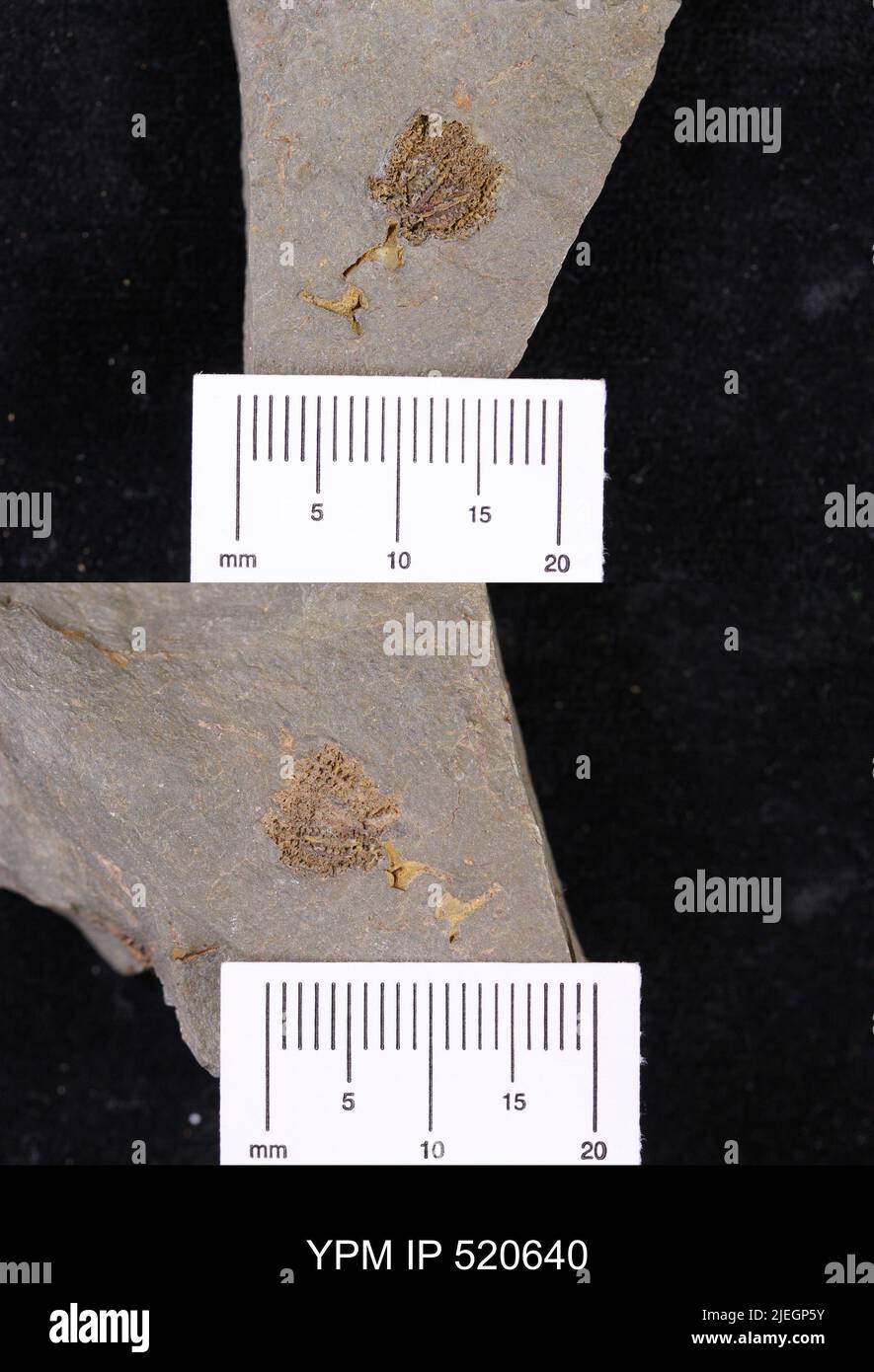 Asterozoa echinoderm hi-res stock photography and images - Alamy