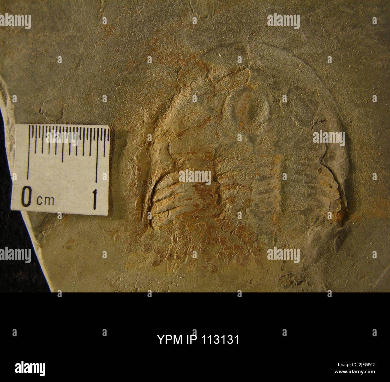 Asaphus homfrayi Salter, 1866 Stock Photo - Alamy