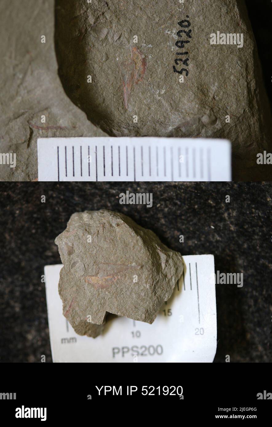 Hyolith hi-res stock photography and images - Alamy