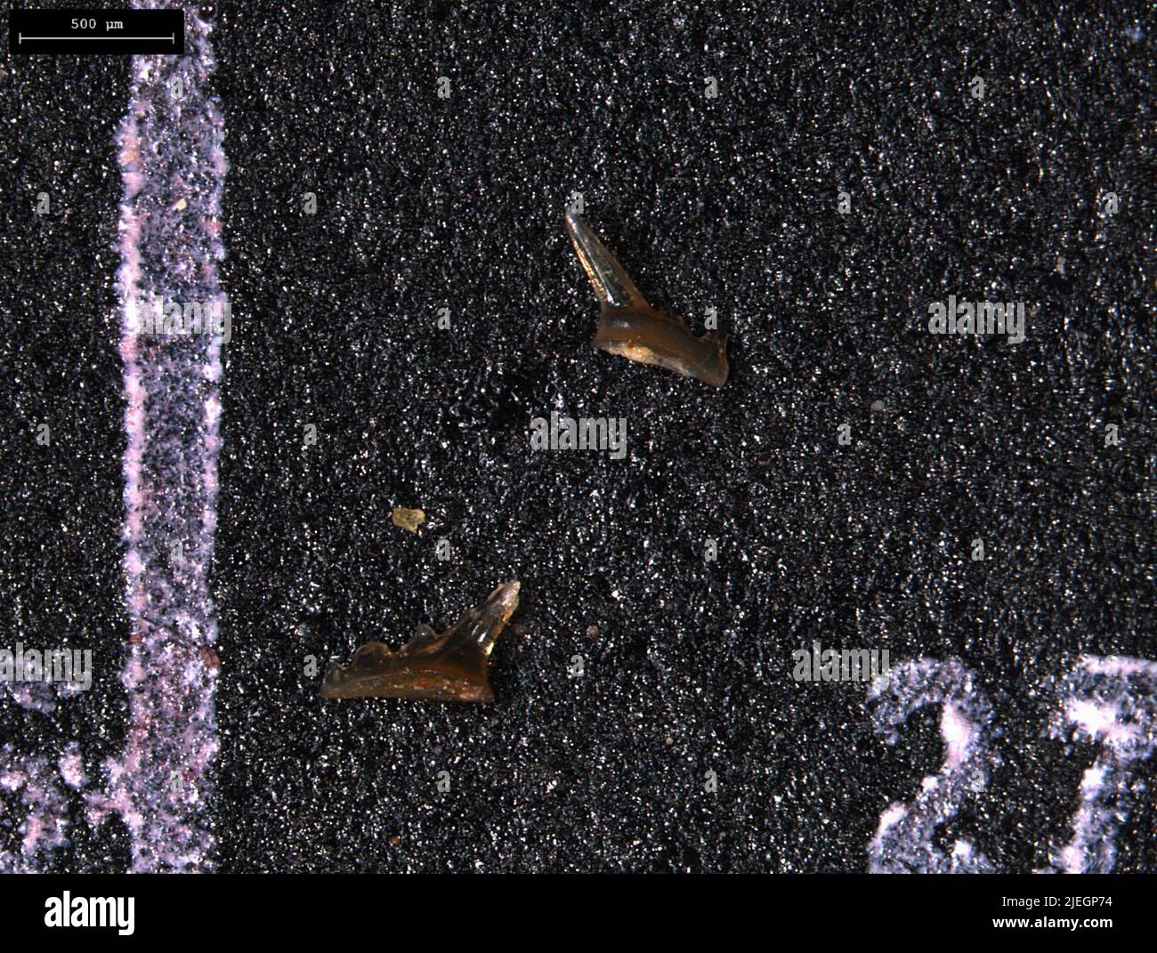 Polycaulodus sp animalia hi-res stock photography and images - Alamy