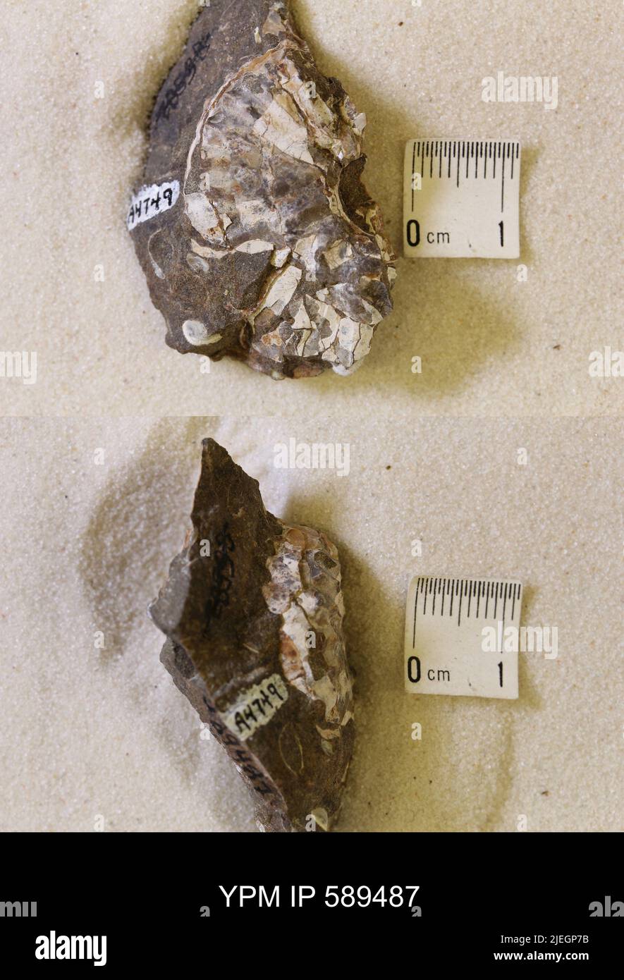 Scaphitidae hi-res stock photography and images - Alamy