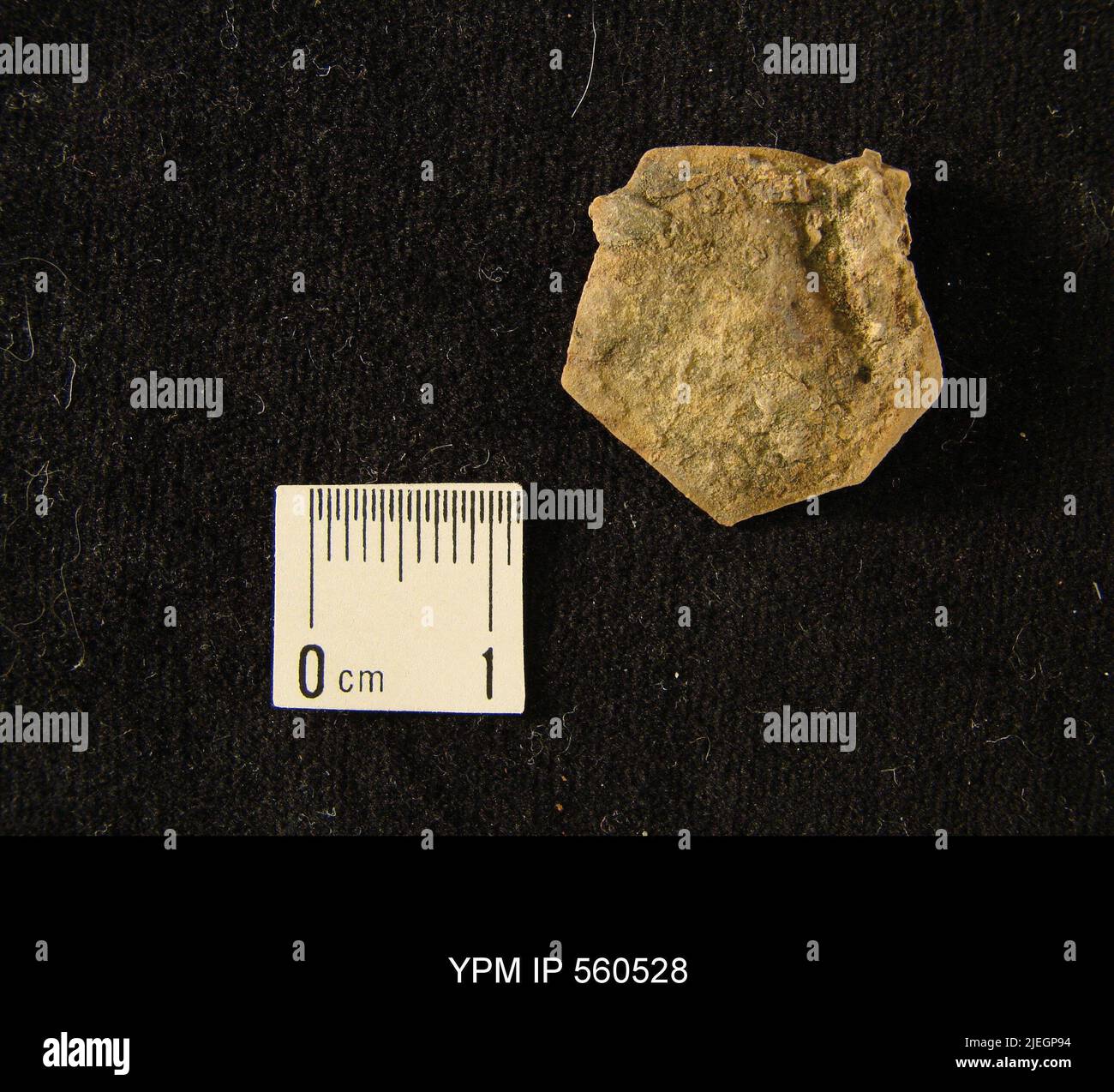 Cystoidea hi-res stock photography and images - Alamy