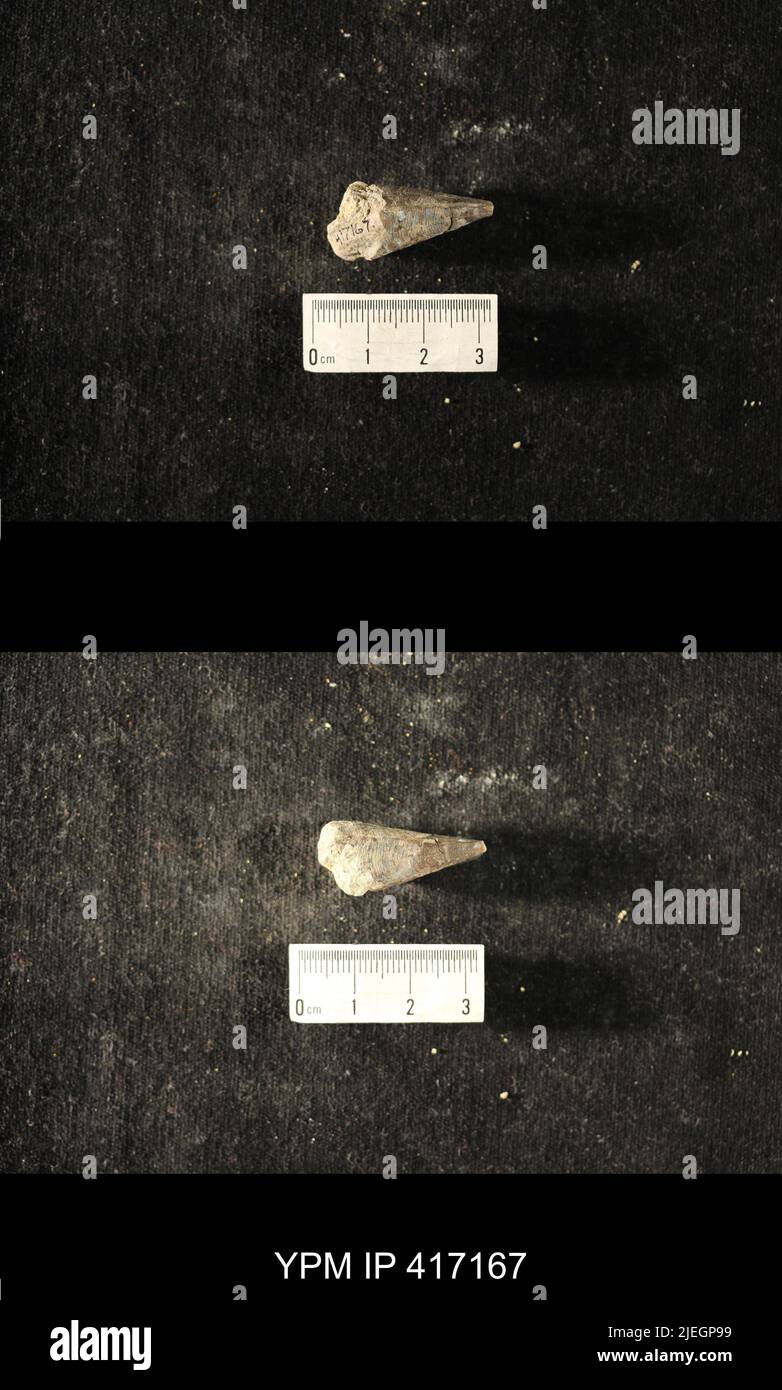 Crustula hi-res stock photography and images - Alamy