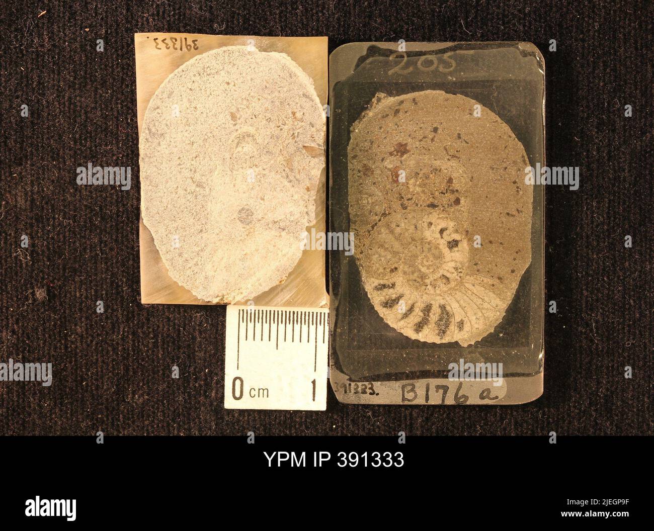 Scaphites whitfieldi Cobban Stock Photo - Alamy