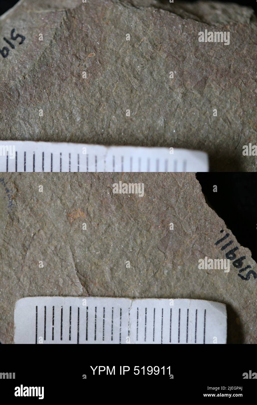 Undet bryozoa hi-res stock photography and images - Alamy