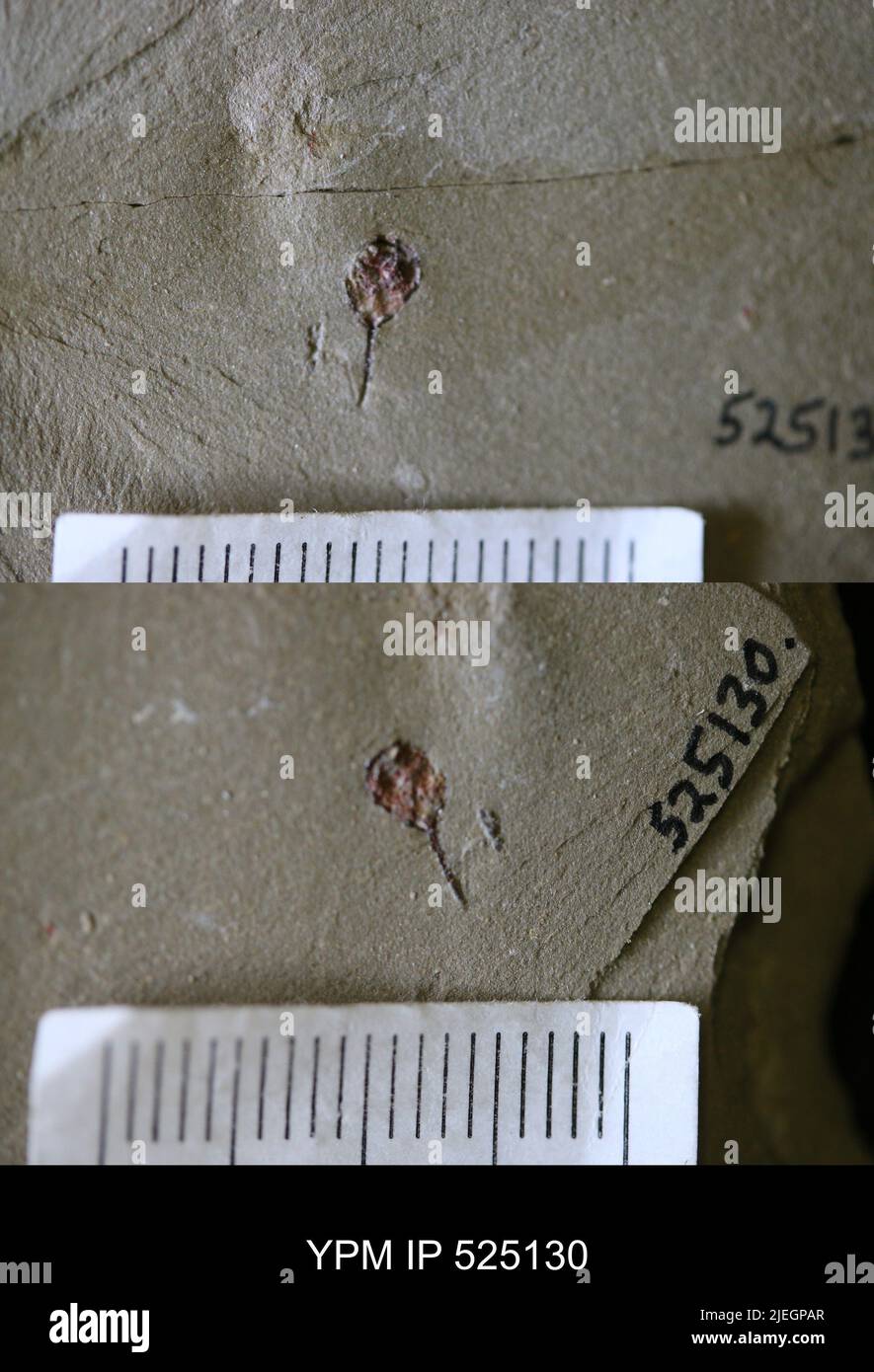 Eocrinoidea hi-res stock photography and images - Alamy