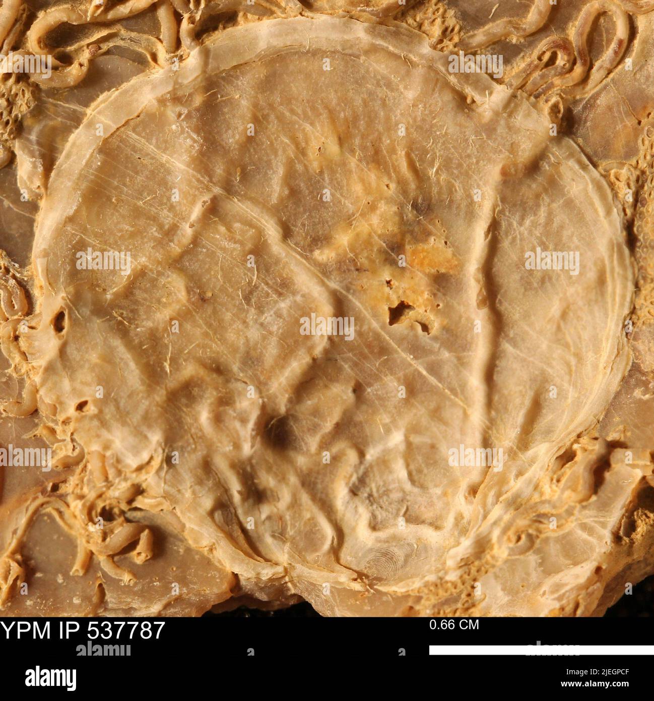 Fossil gryphaea hi-res stock photography and images - Alamy