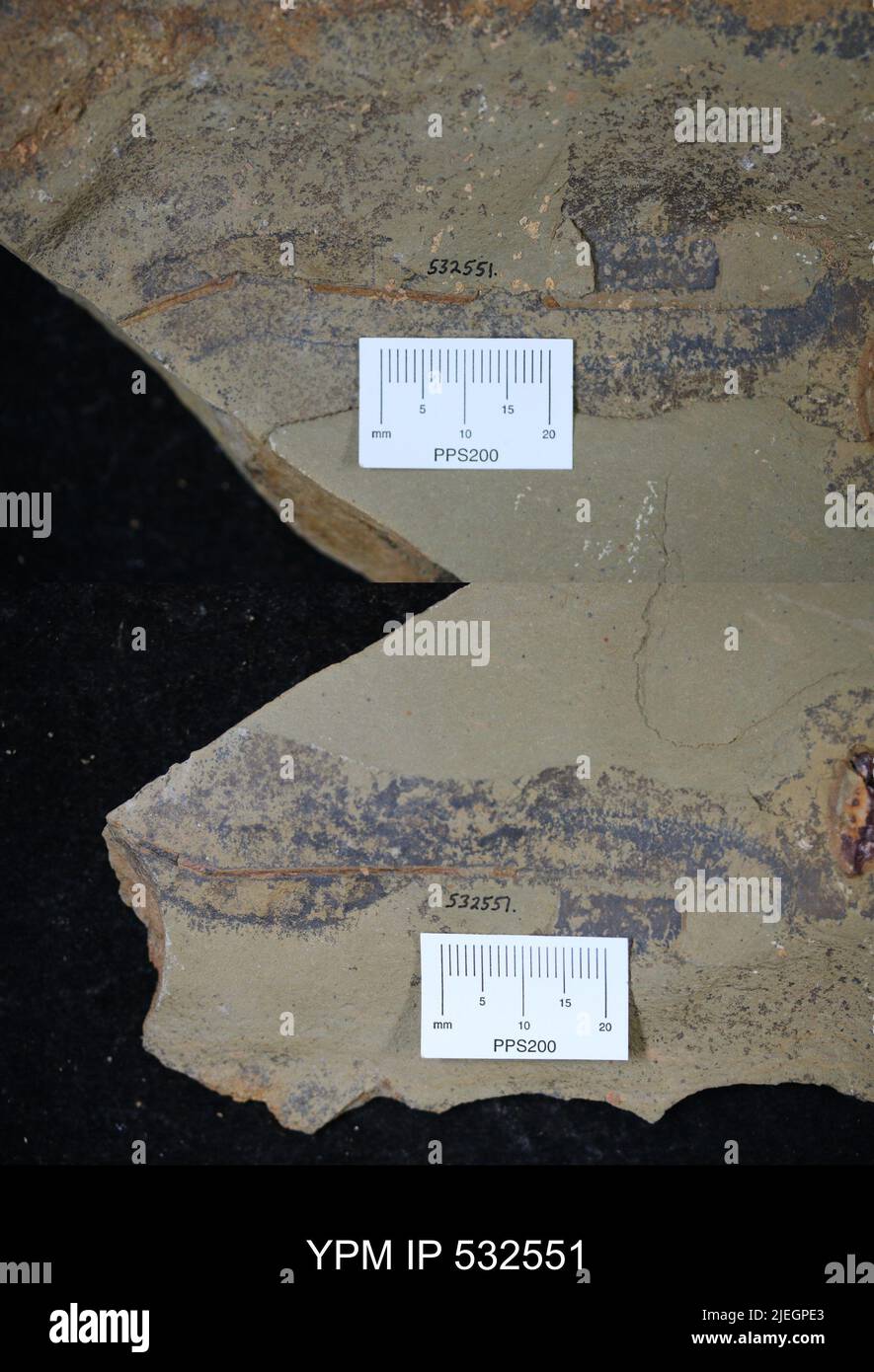 Graptolithina graptolites hi-res stock photography and images - Alamy