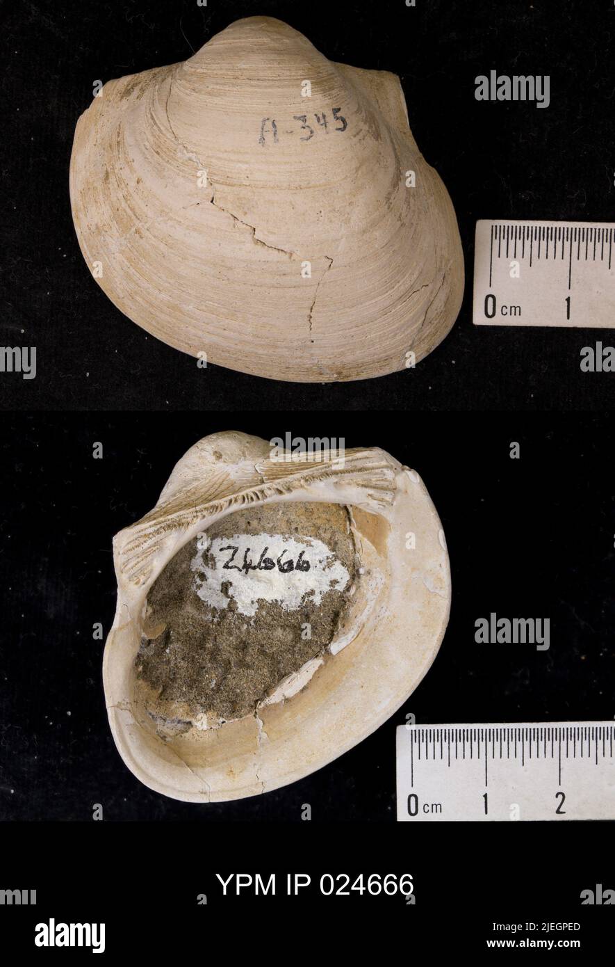 Cucullaea nebrascensis Owen Stock Photo - Alamy