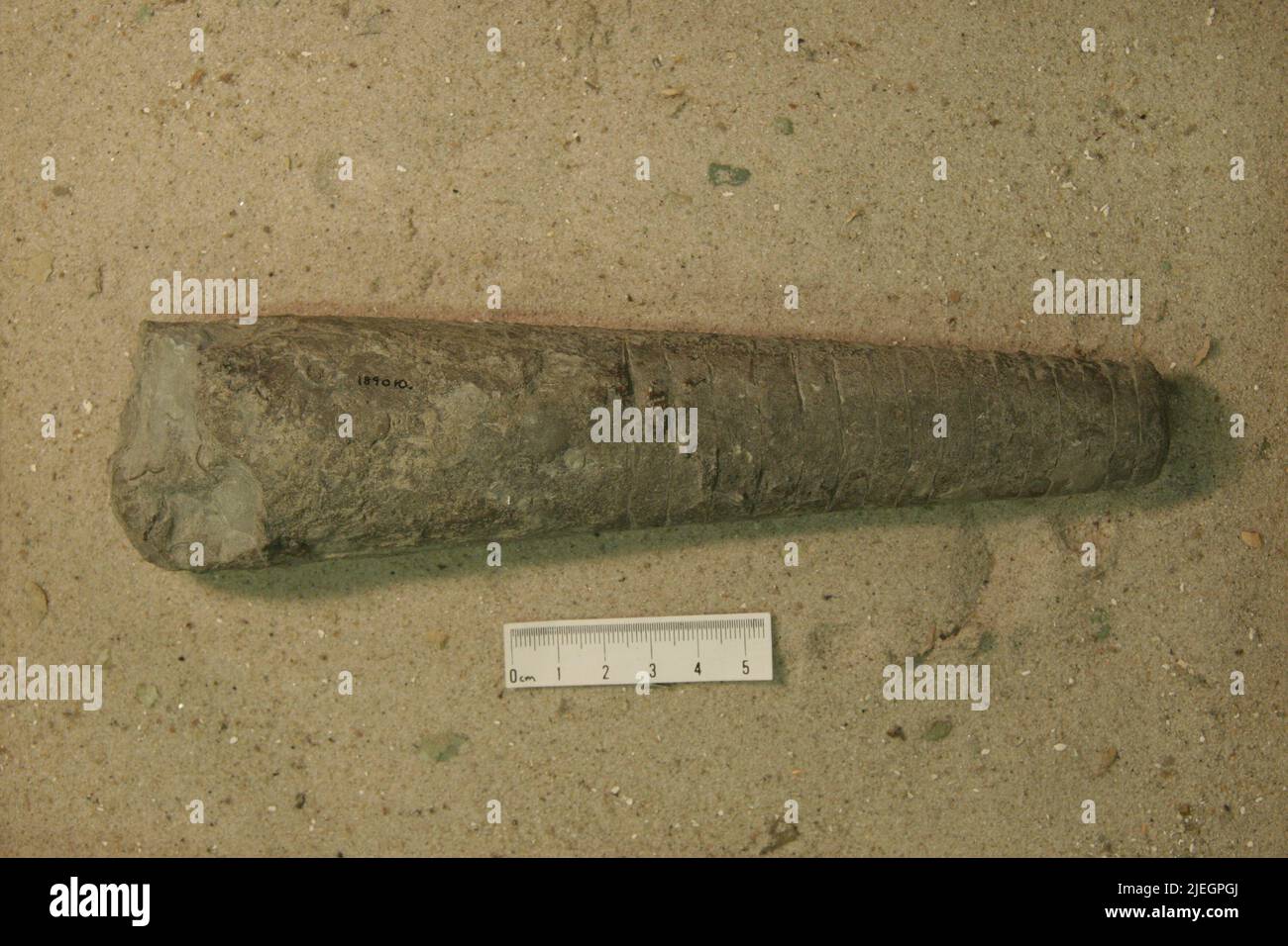 Endoceras proteiforme (Hall Stock Photo - Alamy