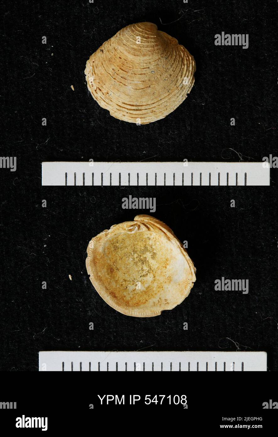 Venus dynamics hi-res stock photography and images - Alamy