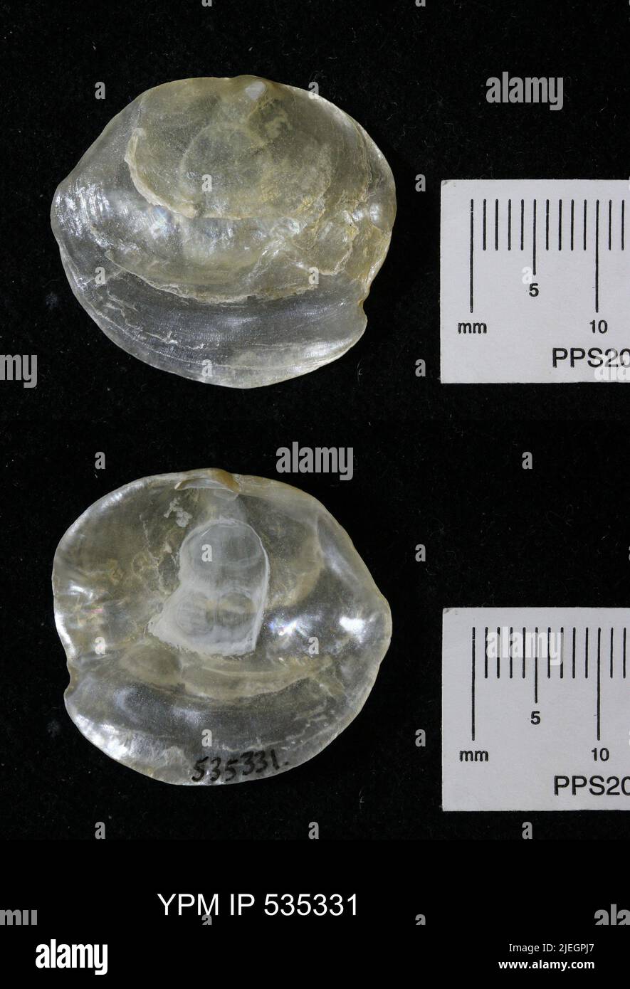 Anomia simplex dorbigny hi-res stock photography and images - Alamy