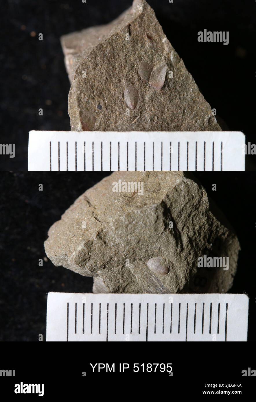 Lingulida hi-res stock photography and images - Alamy