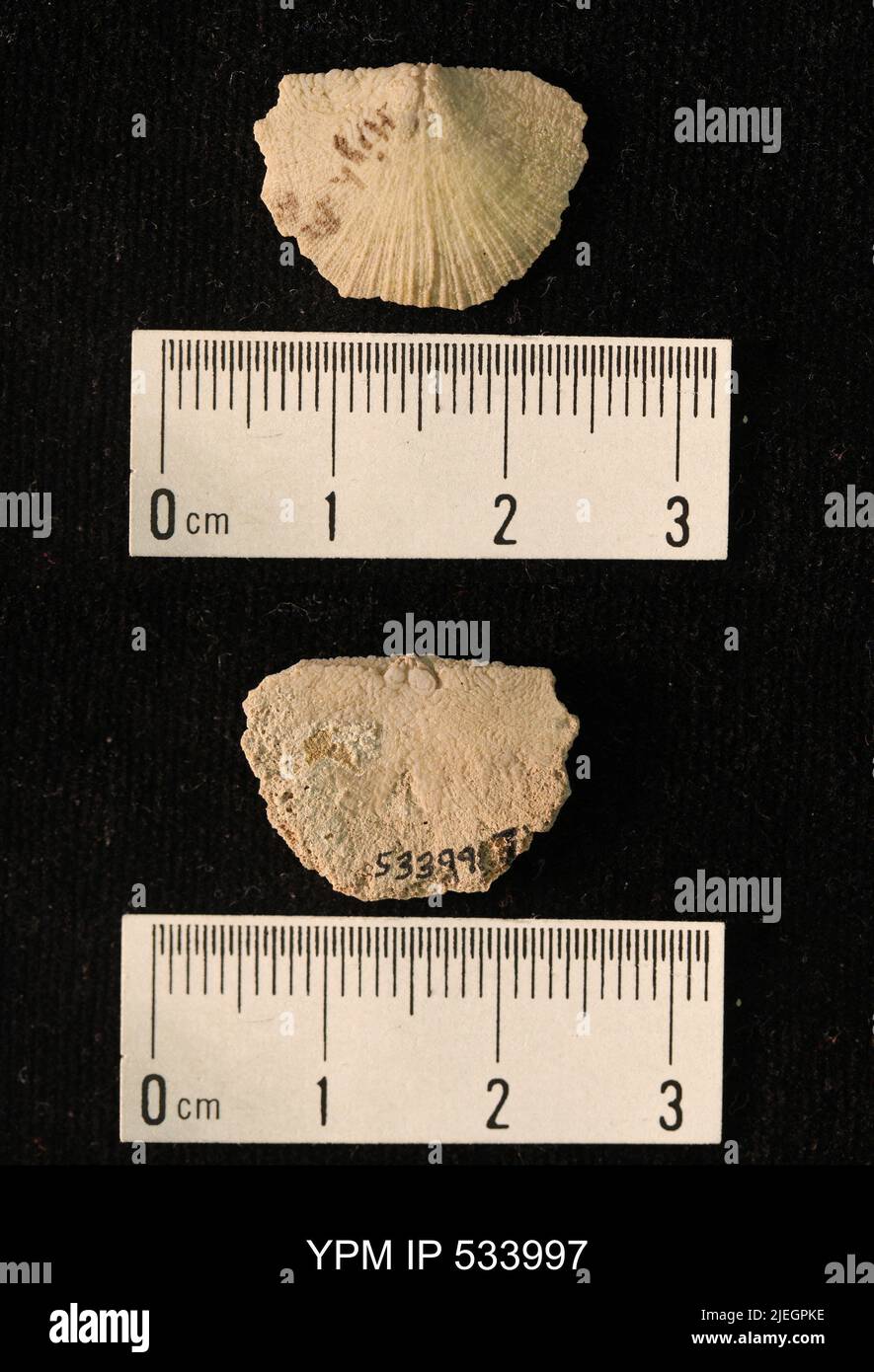 Rafinesquina hi-res stock photography and images - Alamy