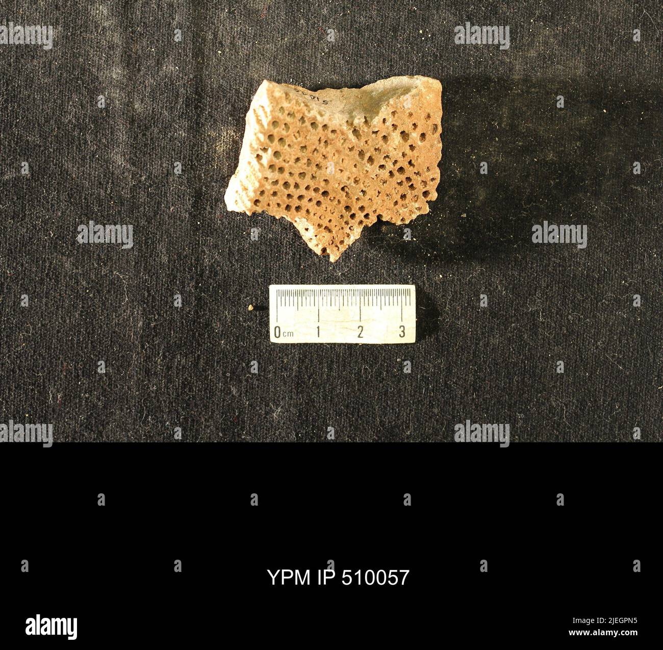 Receptaculites oweni Hall Stock Photo - Alamy