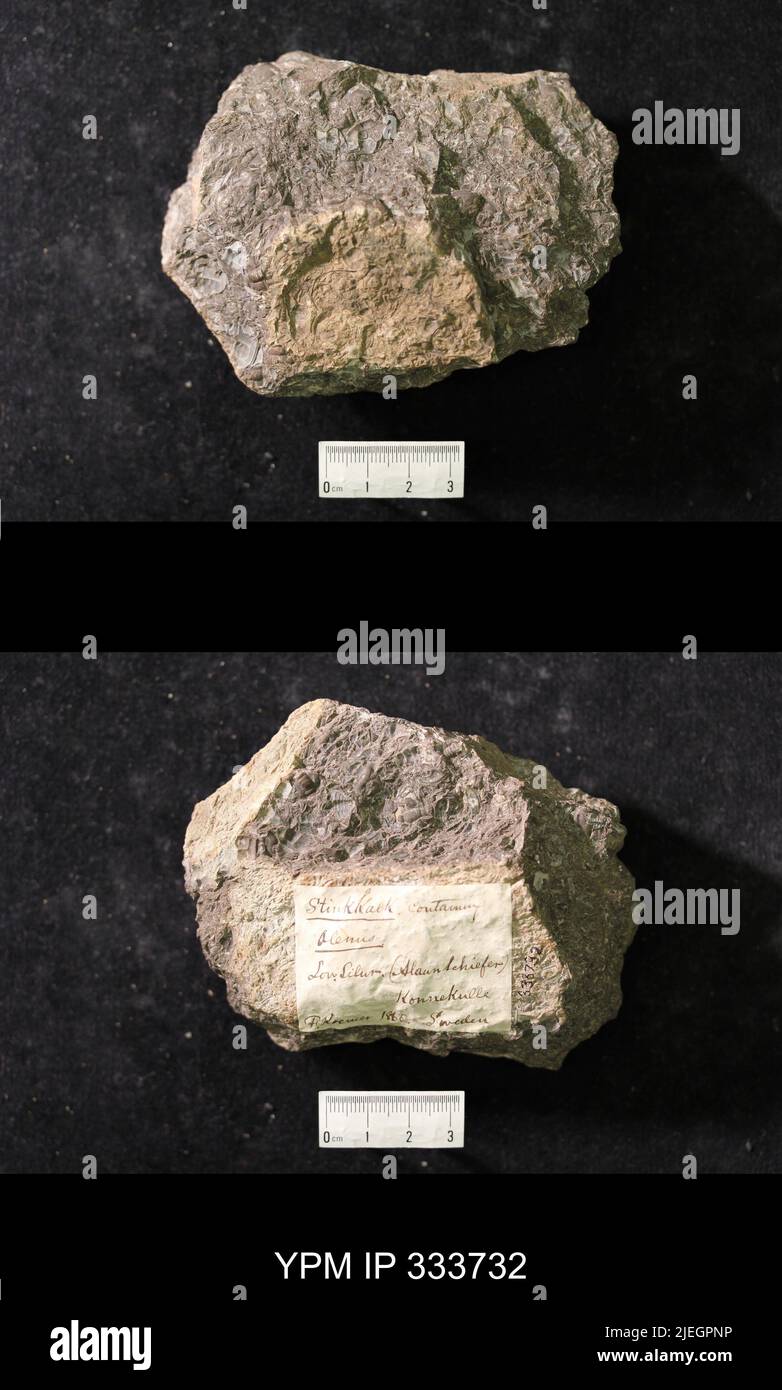 Marine arthropods morphology hi-res stock photography and images - Alamy