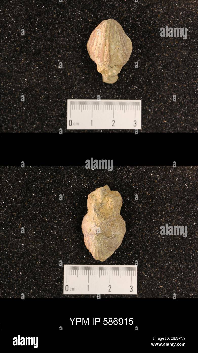 Capax hi-res stock photography and images - Alamy