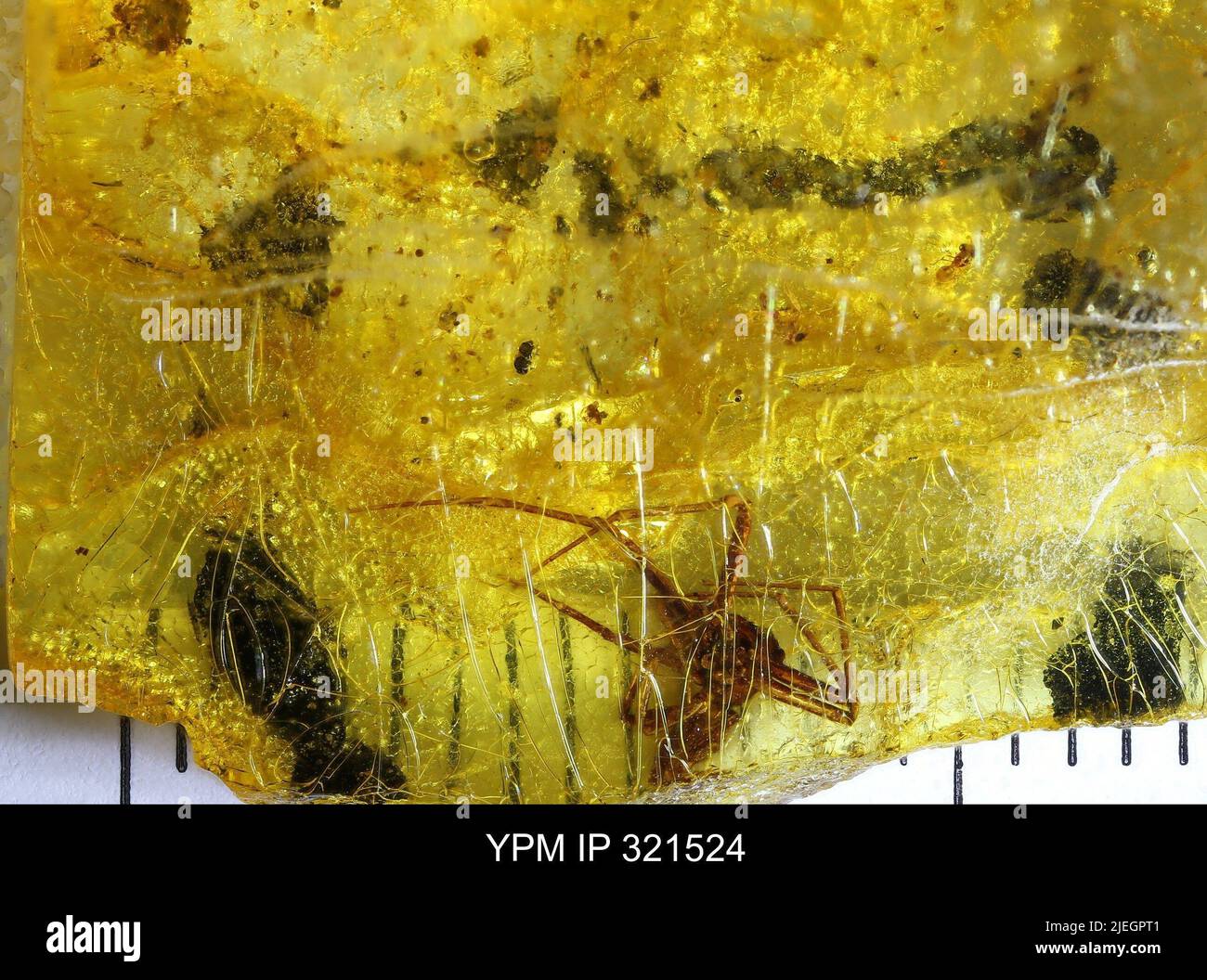 Scelionidae hi-res stock photography and images - Alamy