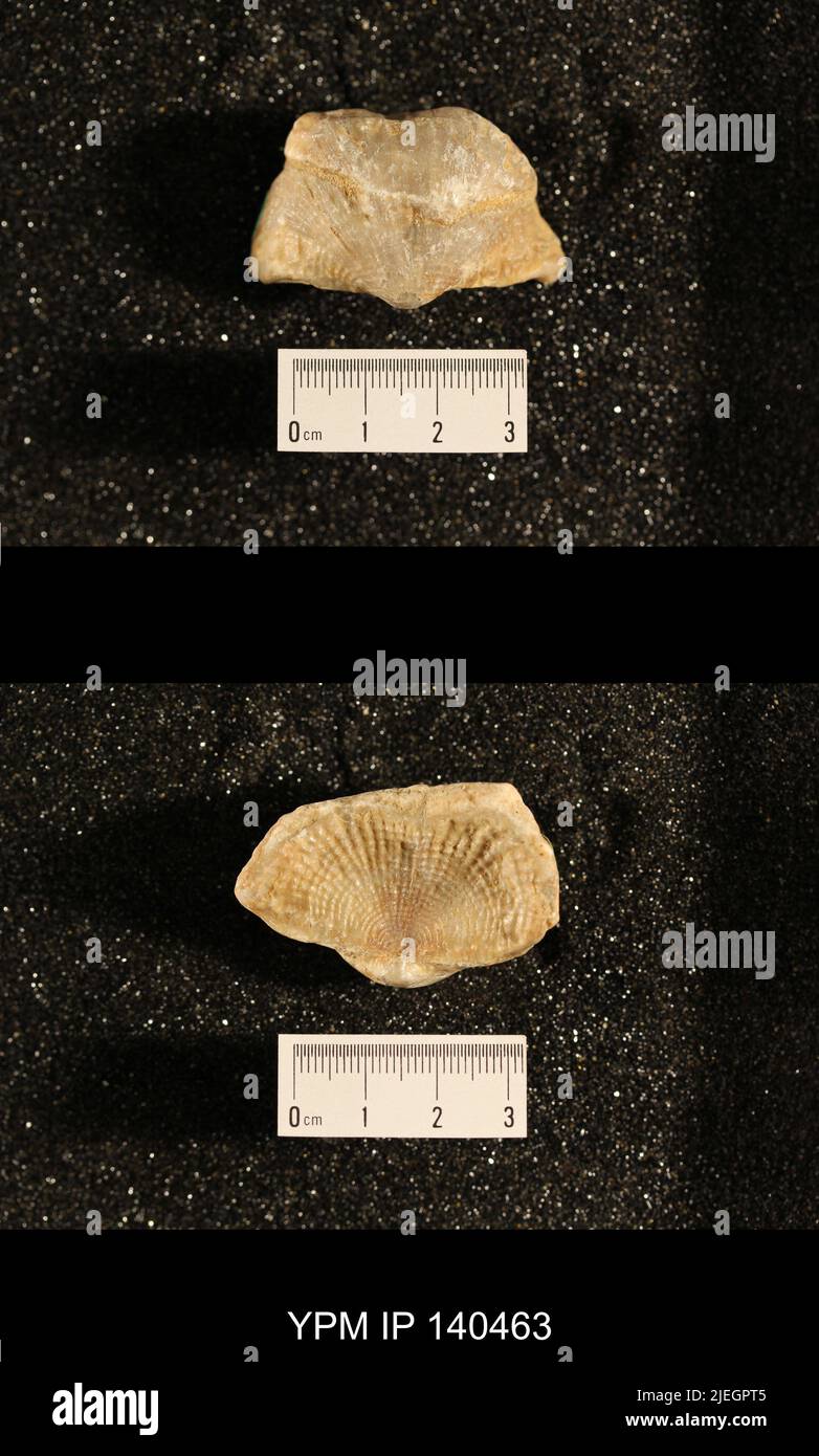Productus (Dictyoclostus) indicus Stock Photo - Alamy