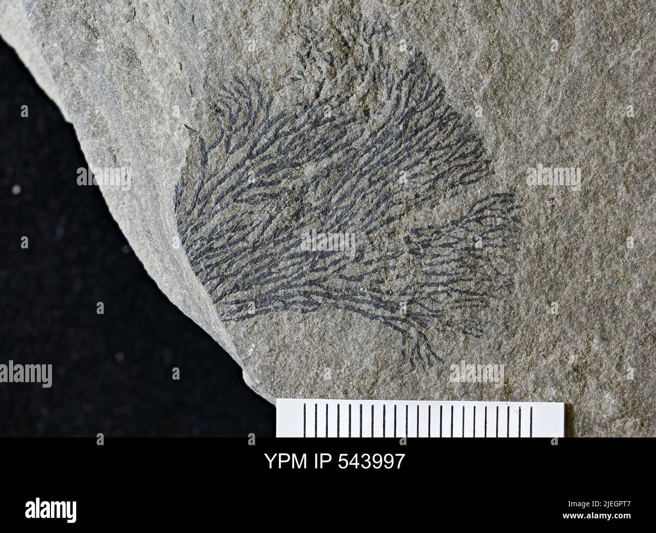 Dendroidea hi-res stock photography and images - Alamy