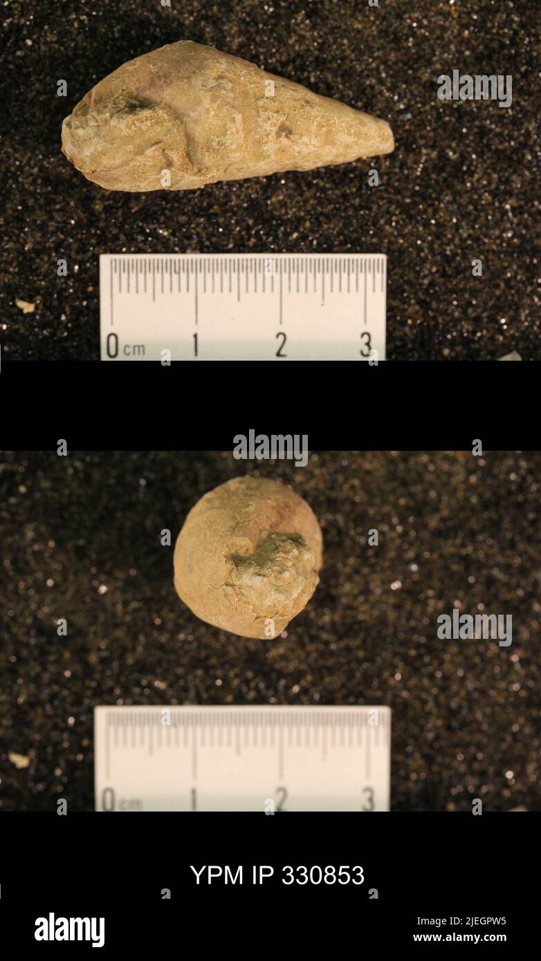 Meekospira peracuta choctawensis Girty, 1912 Stock Photo - Alamy