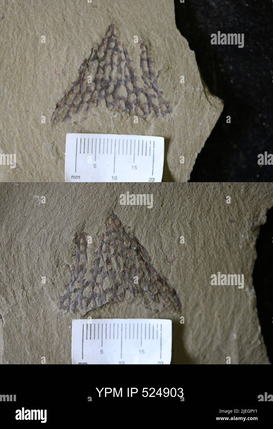 Dendroidea hi-res stock photography and images - Alamy